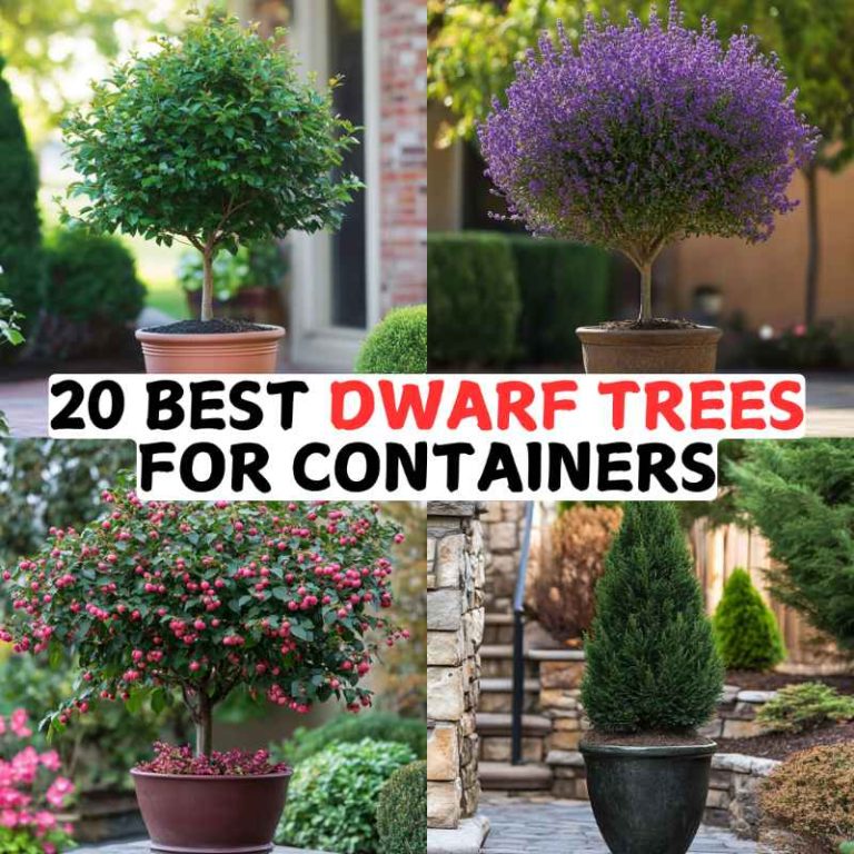 Best Dwarf Trees For Containers