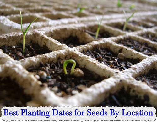 Best Planting Dates for Seeds By Location