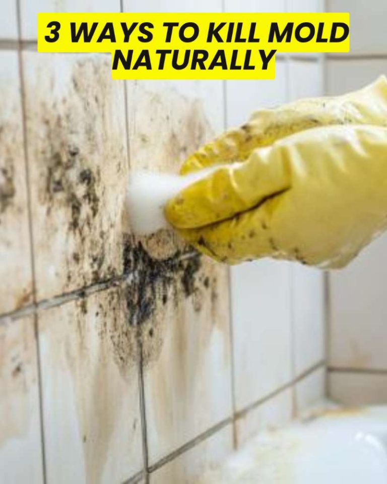 3 Ways To Kill Mold Naturally