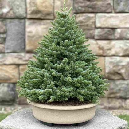 Best Dwarf Trees For Containers