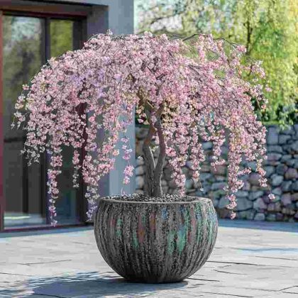 Best Dwarf Trees For Containers