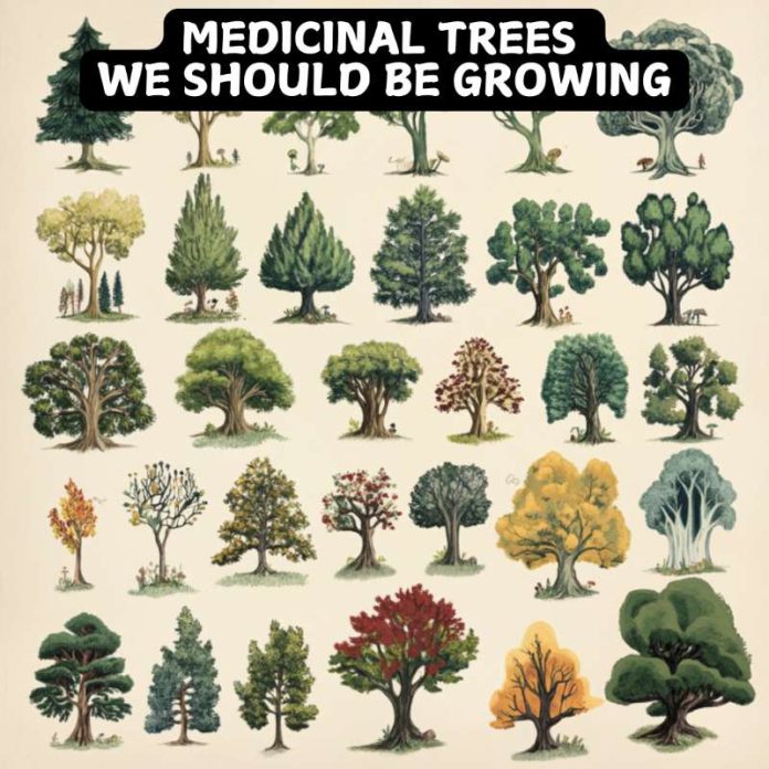 8 Medicinal Trees We Should Be Growing